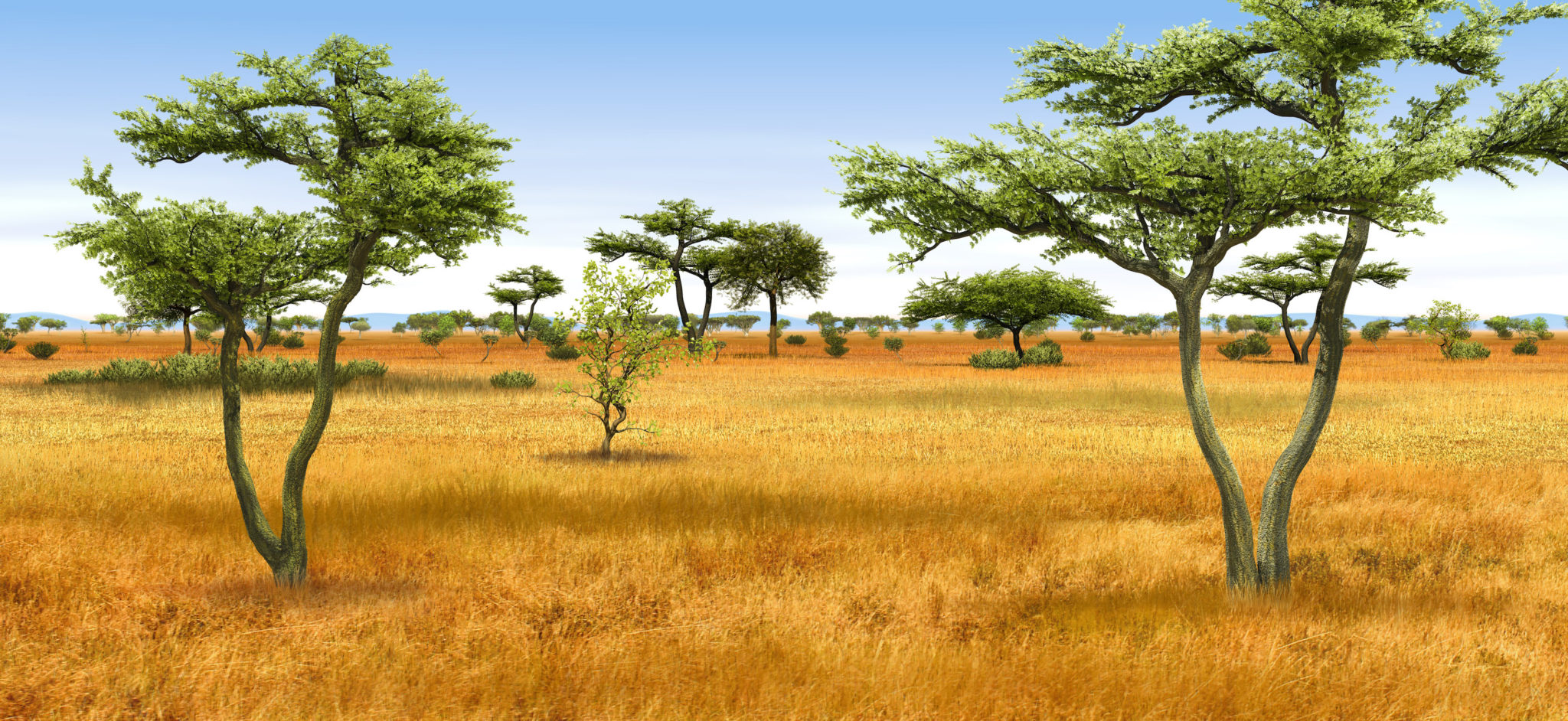 Kim Neale - Mendola Artists Representatives