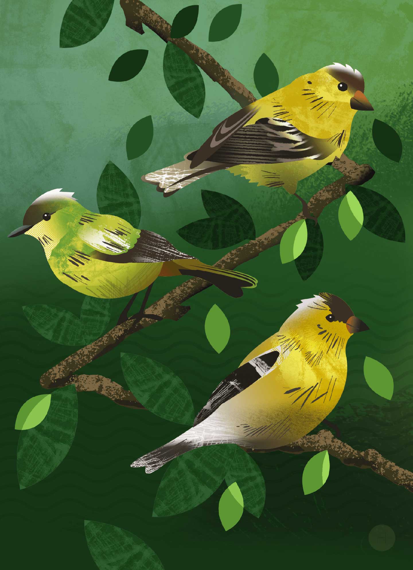 Heidi-Schmidt-finch_03-09092025 - Mendola Artists Representatives